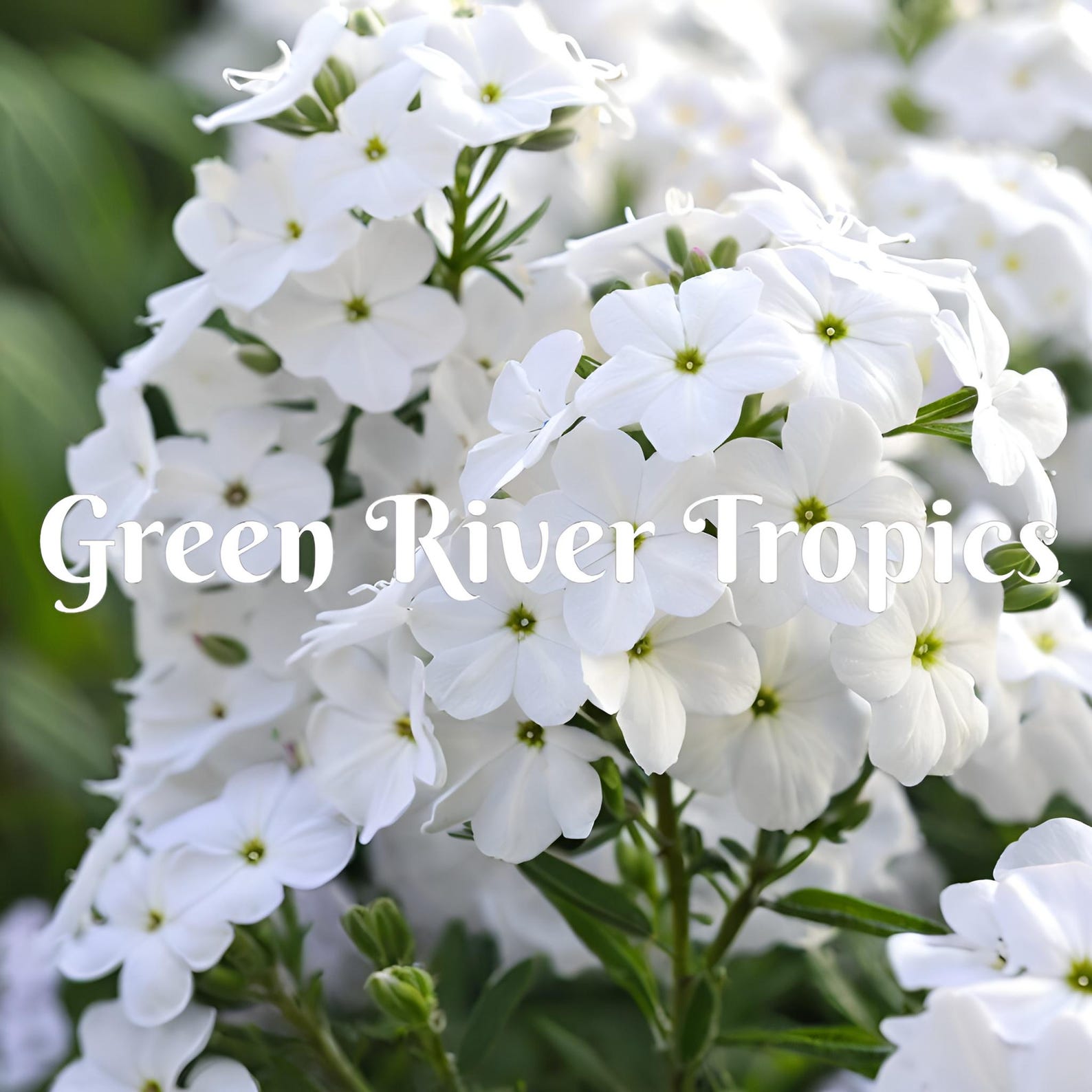 50 Whipped Cream Phlox Seeds Flower Perennial Seed Flowers Butterfly ...
