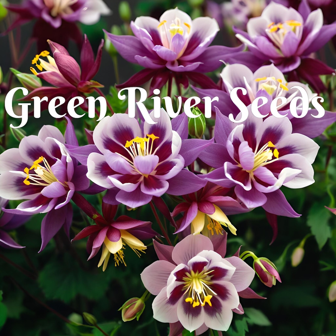 50 Double Maroon White Columbine Seeds Flower Perennial Flowers Seed ...