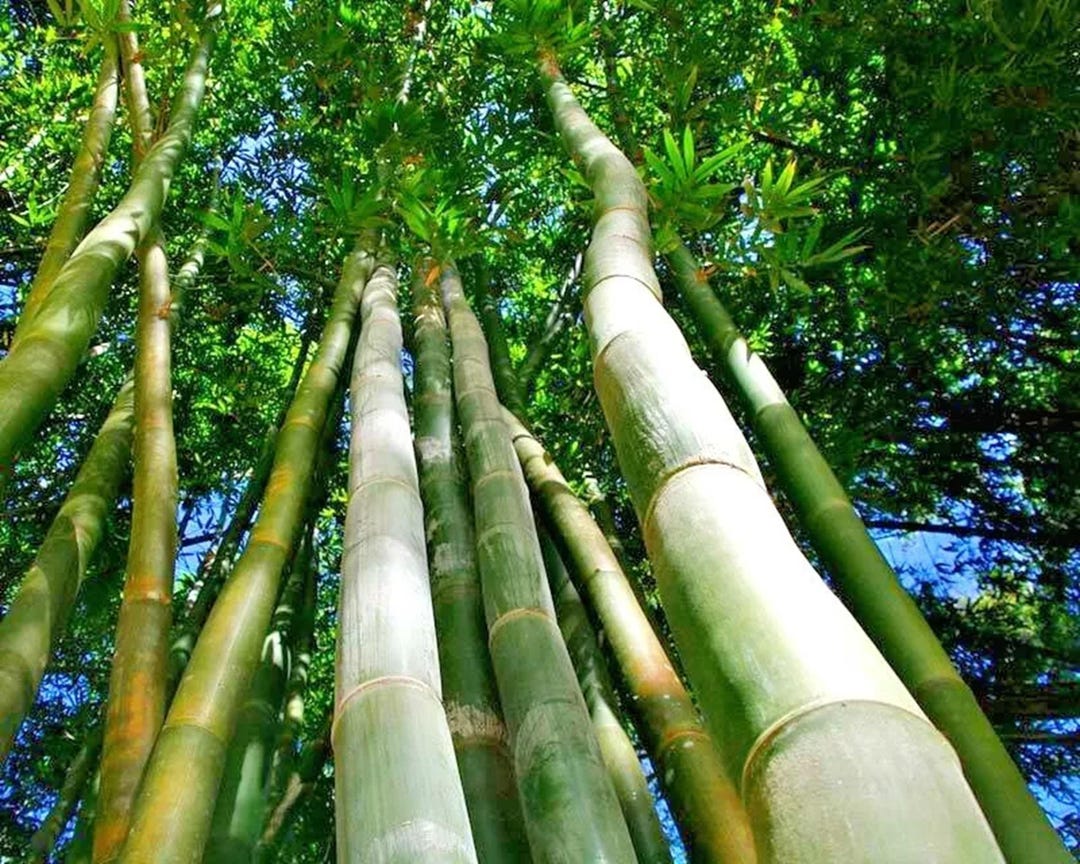 50 Oldhams Giant Timber Bamboo Seeds Privacy Climbing Garden Seed ...