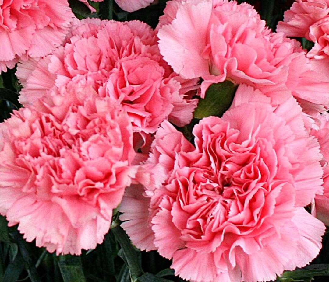 100 Amherest Carnation Seeds Dianthus Flowers Seed Flower Perennial ...