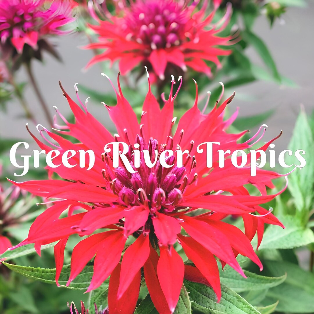 100 Bright Red Bee Balm Seeds Flowers Seed Bloom Attracts Butterflies ...