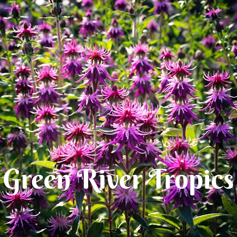 100 Kazoo Bee Balm Seeds Flowers Seed Bloom Attracts Butterflies & Bees ...