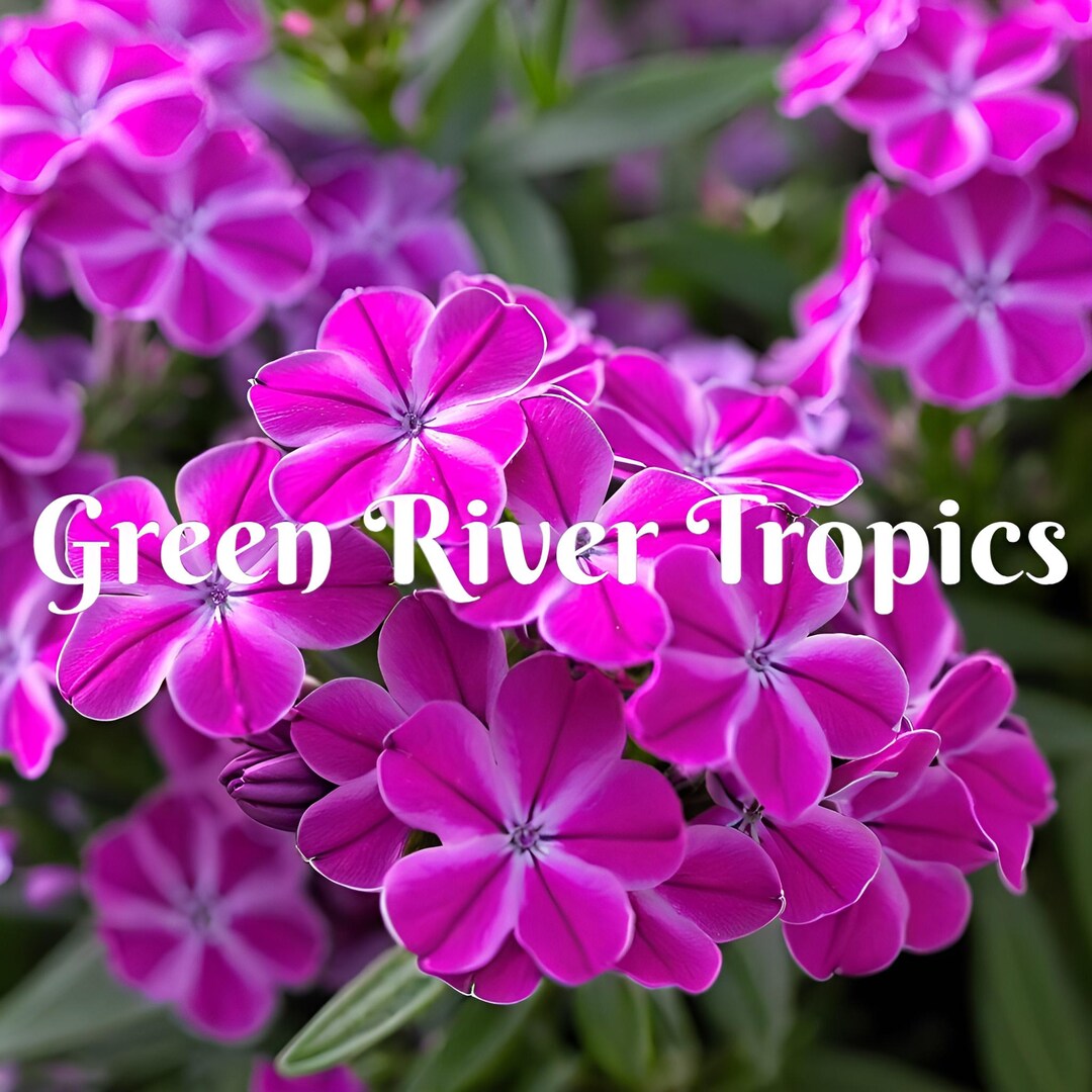 50 Bambini Desire Phlox Seeds Flower Perennial Seed Flowers Butterfly ...