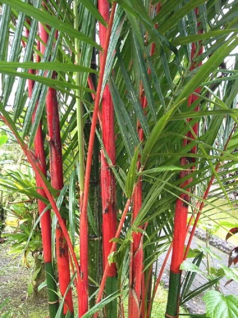50 Costa Rico Red Bamboo Seeds Privacy Climbing Garden Seed Perennial ...