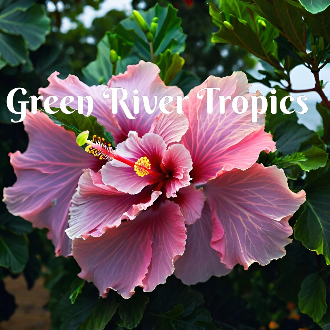 20 Double Pink Gray Hibiscus Seeds Flower Flowers Seed Perennial Hardy ...