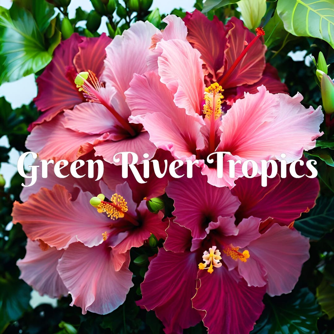 20 Double Pink Purple Hibiscus Seeds Flower Flowers Seed Perennial ...