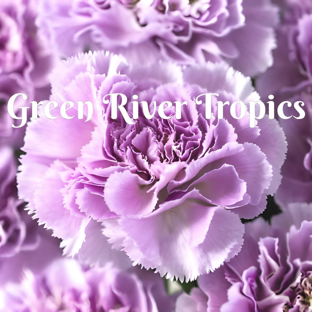 100 Lavendar Carnation Seeds Dianthus Flowers Seed Flower Perennial ...