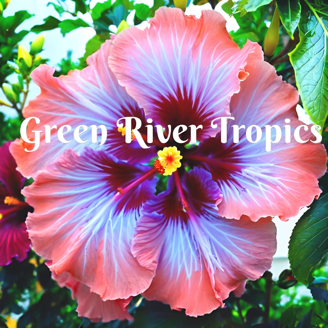 20 Pink Gray Purple Hibiscus Seeds Flower Flowers Seed Perennial Hardy ...