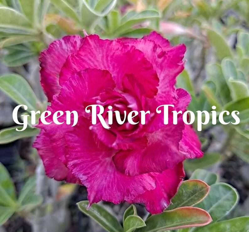 4 Bright Magenta Desert Rose Seeds Plants Flower Perennial Flowers ...