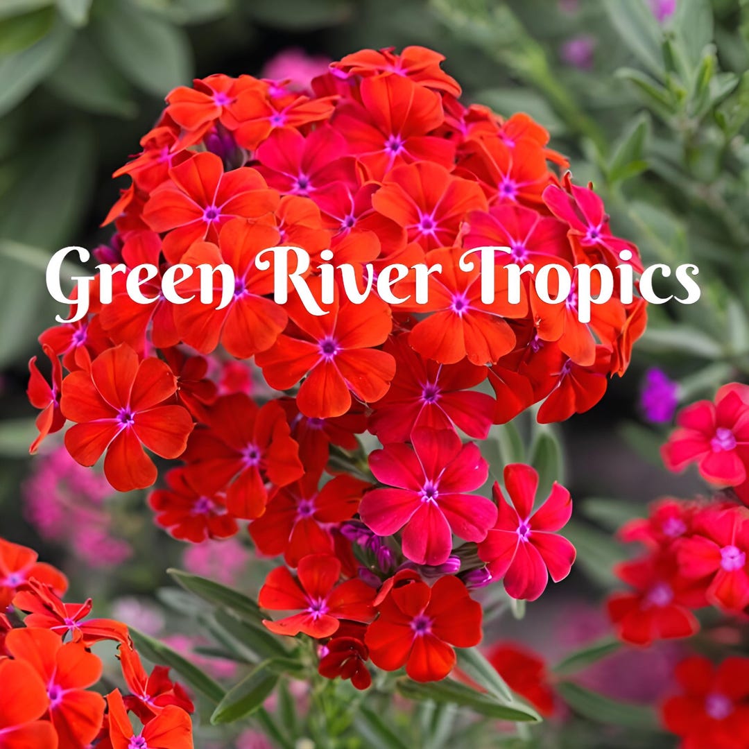 50 Orange Perfection Phlox Seeds Flower Perennial Seed Flowers ...