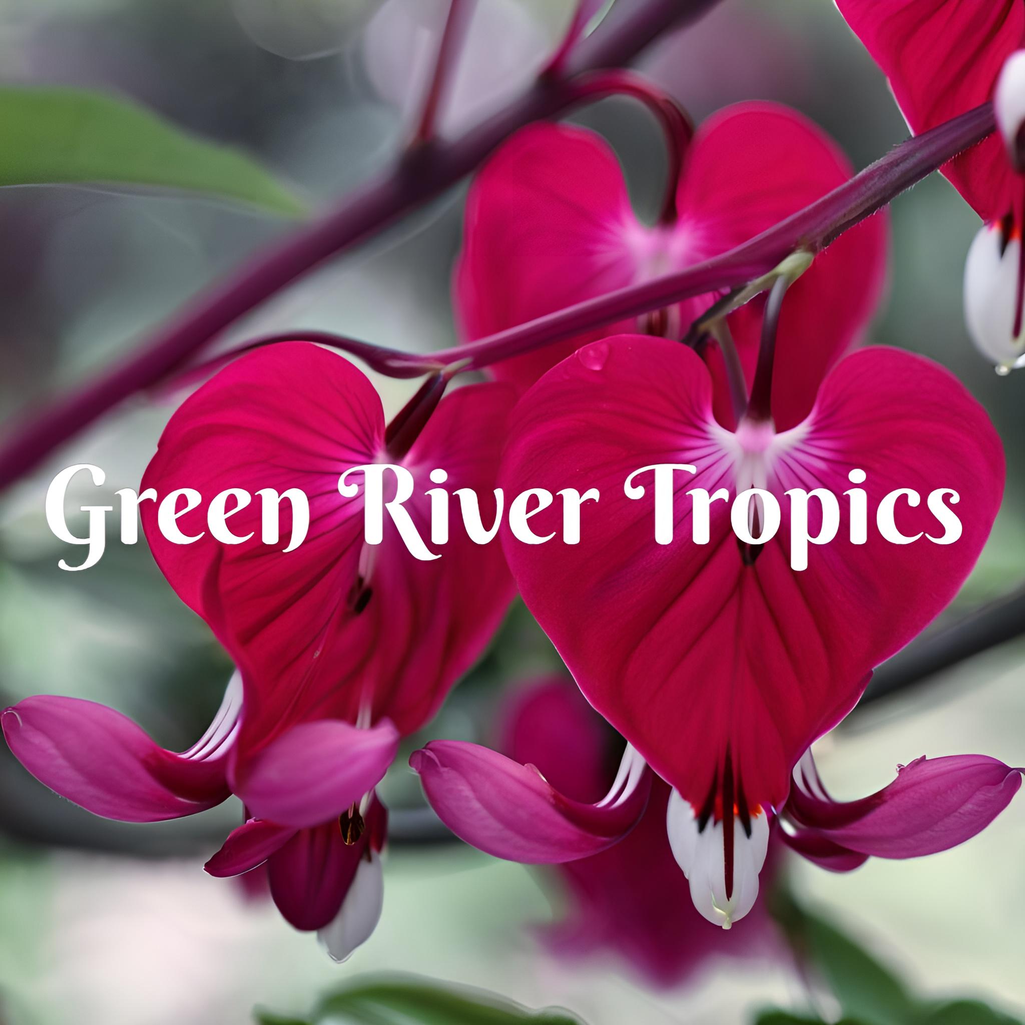 25 Dark Red Bleeding Heart Seeds Dicentra Spectabilis Flowers Seed ...