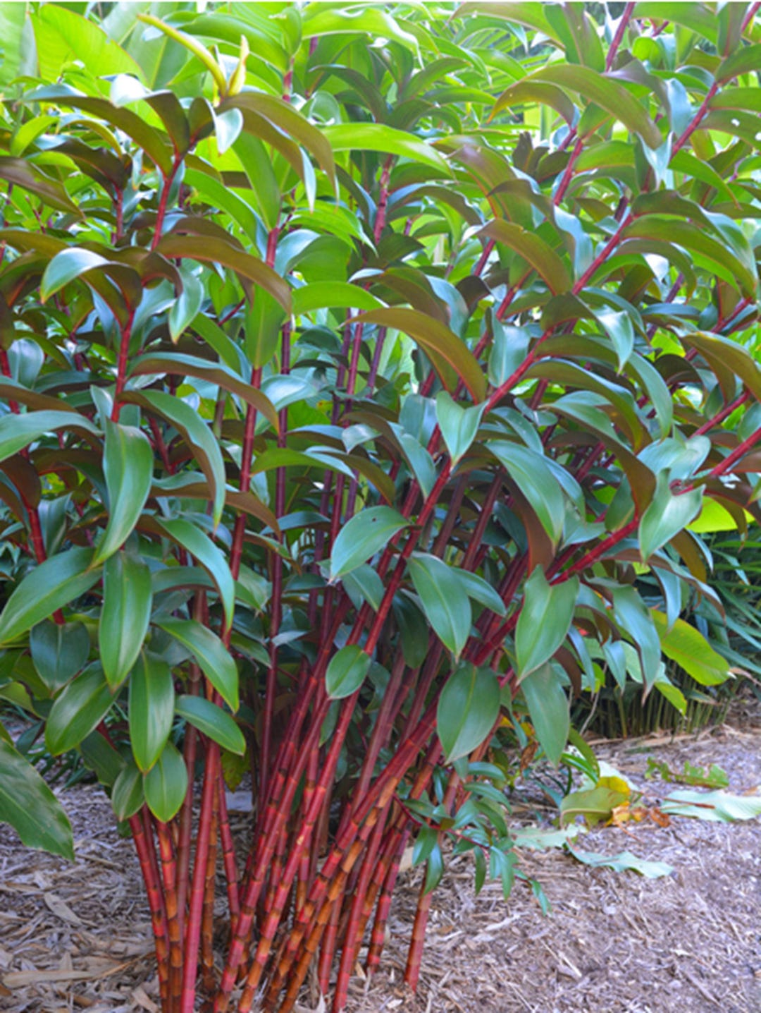 50 Red Stem Bamboo Seeds Privacy Climbing Garden Seed Perennial Bamboos ...
