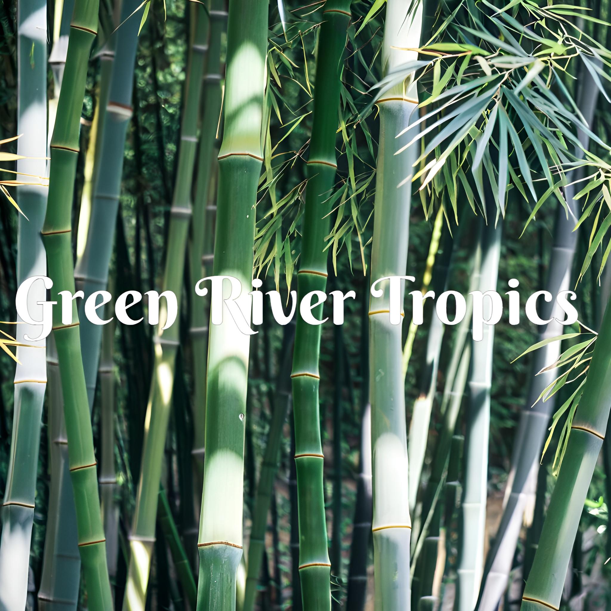 50 Silver Stripe Bamboo Seeds Privacy Climbing Garden Seed Perennial ...