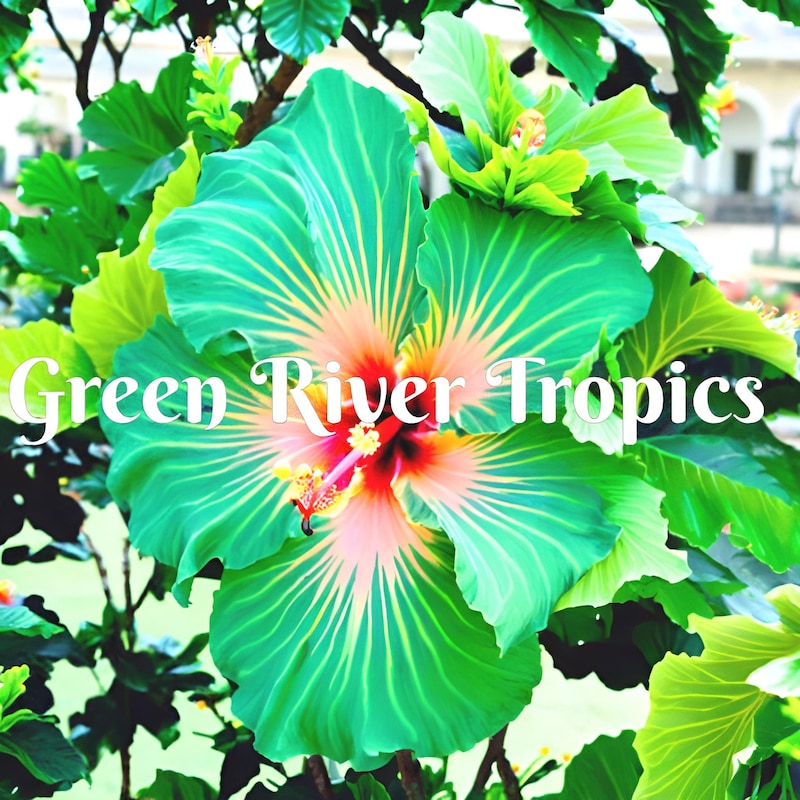 Hardy Hibiscus Tree Plant - Etsy