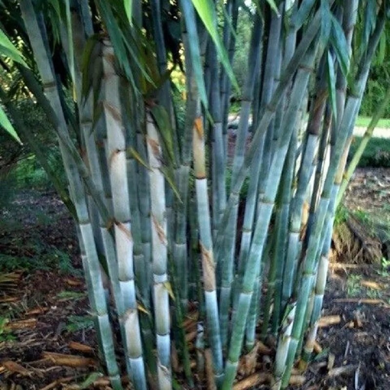 Blue Bamboo Plant - Etsy