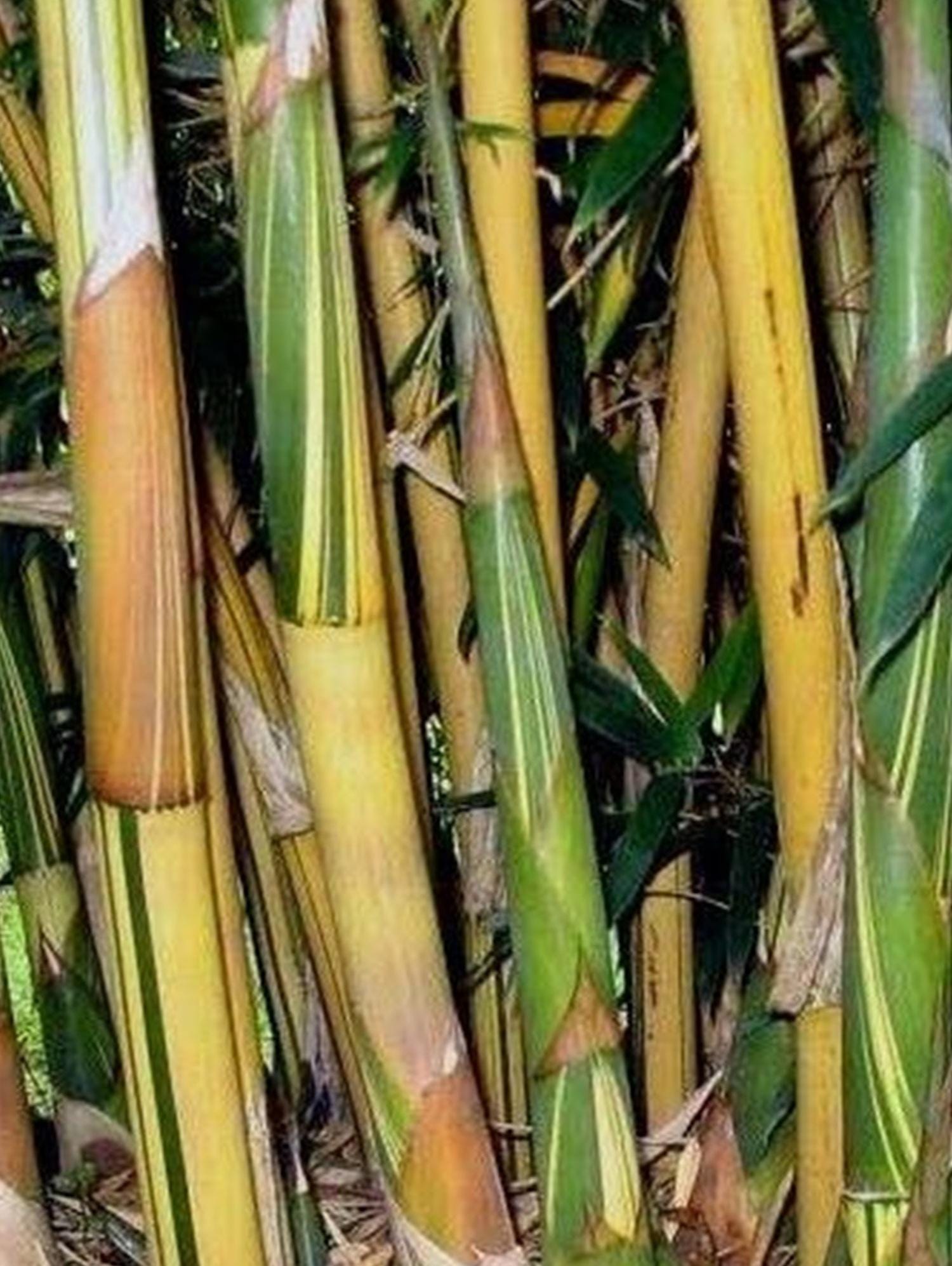 50 Golden Hedge Bamboo Seeds Privacy Climbing Garden Seed Perennial ...