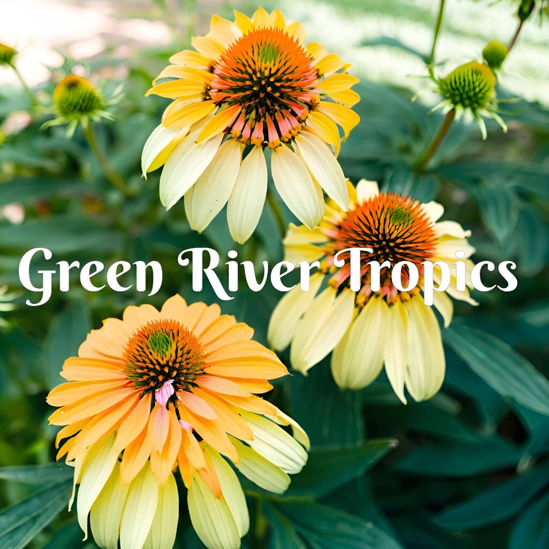 50 Lemon Drop Coneflower Seeds Echinacea Perennial Bloom Flower Seed ...