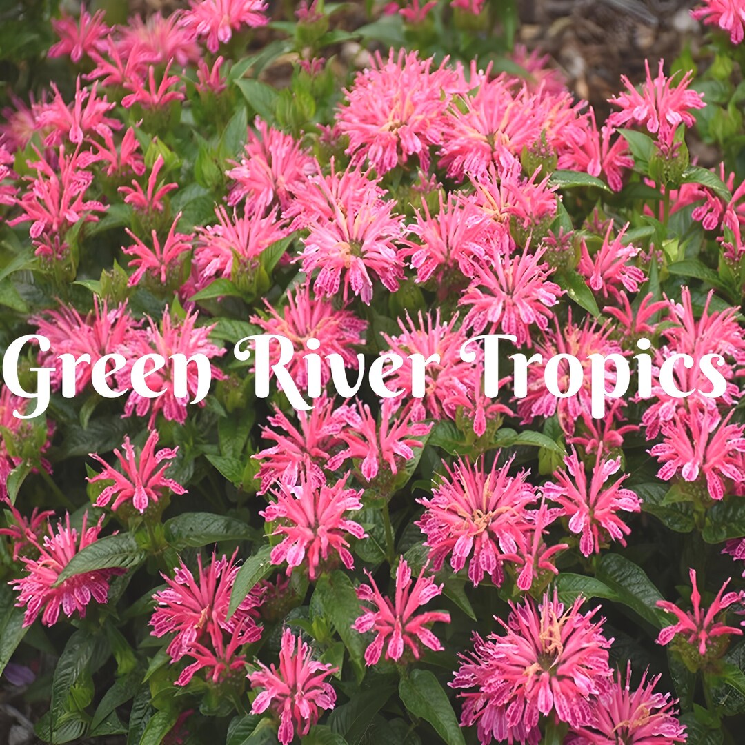100 Watermelon Blast Bee Balm Seeds Flowers Seed Bloom Attracts ...