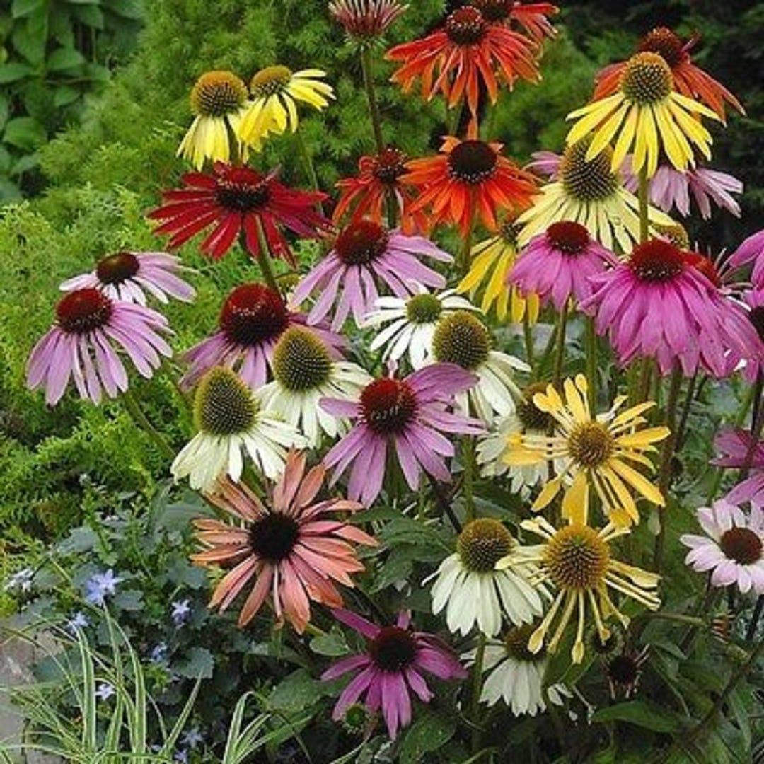 100 Lustre Mix Coneflower Seeds Echinacea Perennial Bloom Flower Seed ...