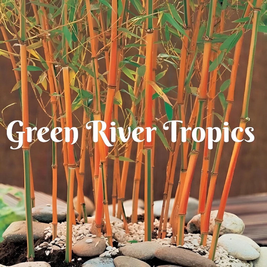 50 Red Fountain Bamboo Seeds Privacy Climbing Garden Seed Perennial ...