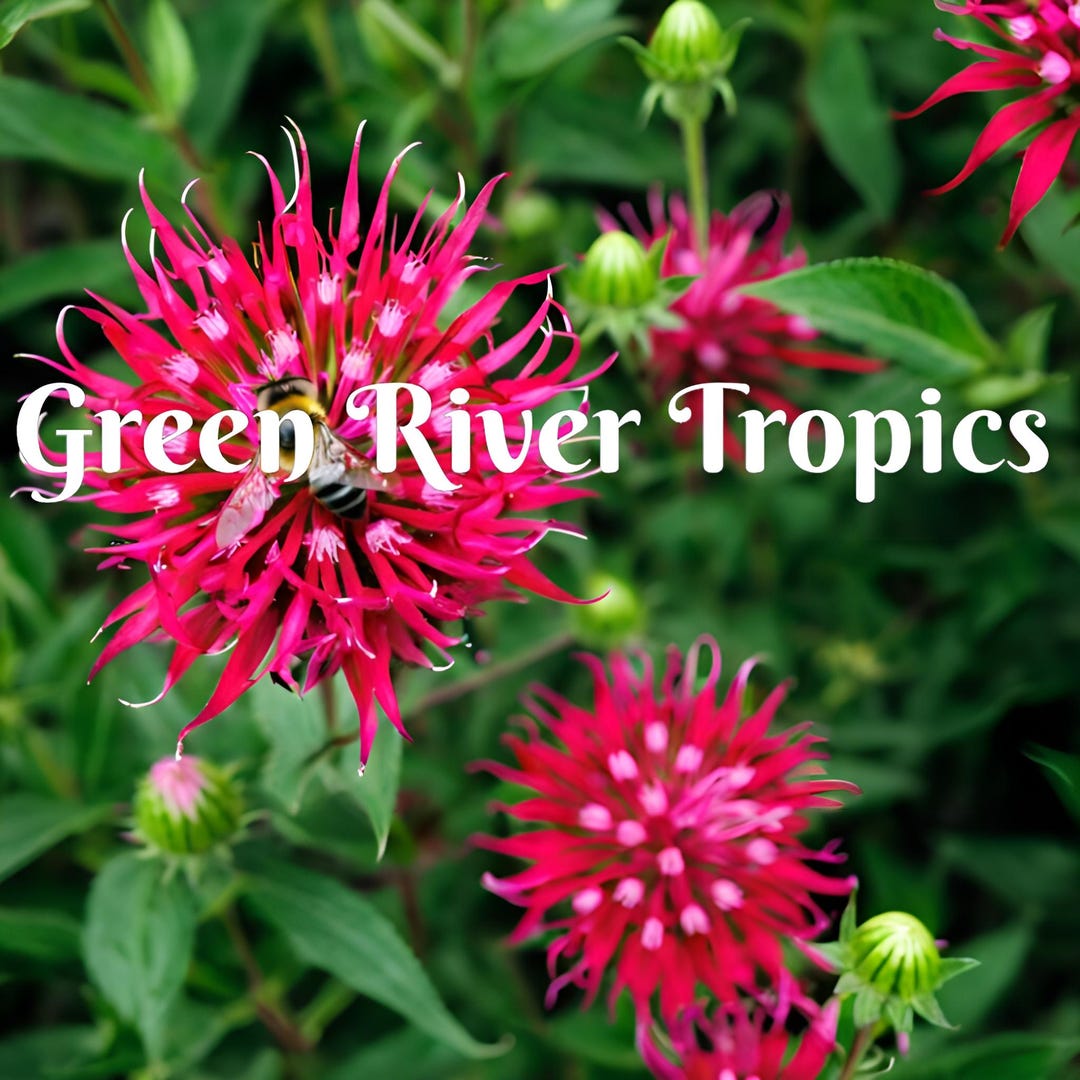 100 Bright Pink Bee Balm Seeds Flowers Seed Bloom Attracts Butterflies ...