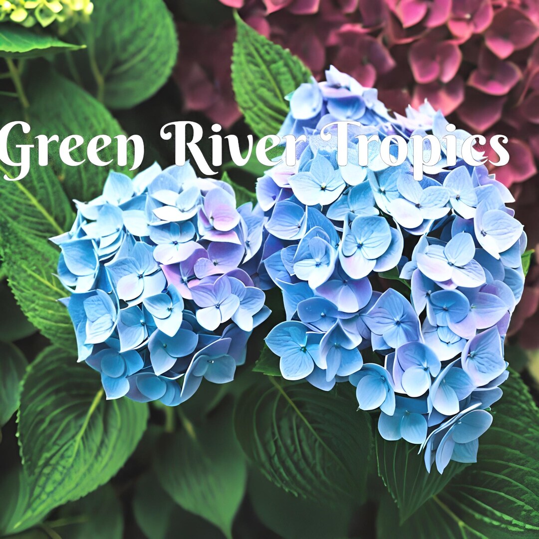 5 Blue Hydrangea Seeds Perennial Garden Shrub Flowers Flower Plants ...