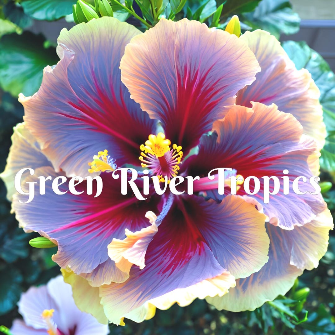 20 Cream Purple Pink Hibiscus Seeds Flower Flowers Seed Perennial Hardy ...