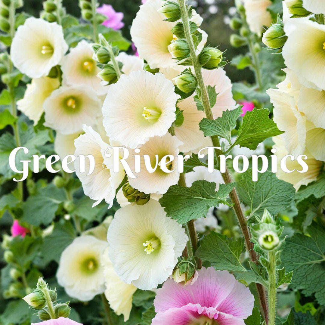 50 Akleca Rugosa Hollyhock Seeds Perennial Flower Seed Flowers ...