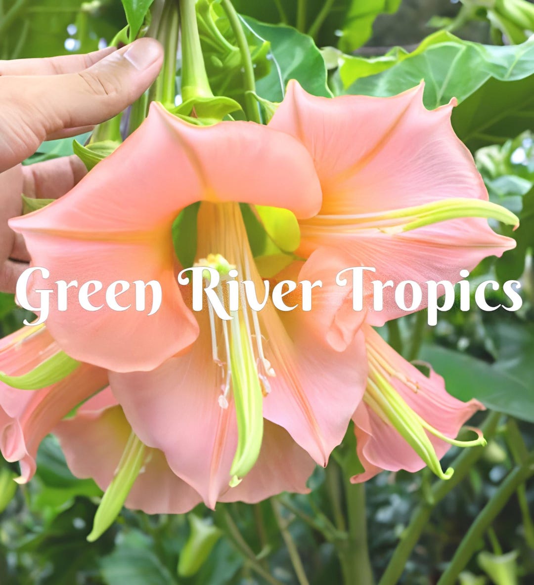 10 DBL Yellow Orange Angel Trumpet Seeds Flowers Seed Flower Brugmansia ...
