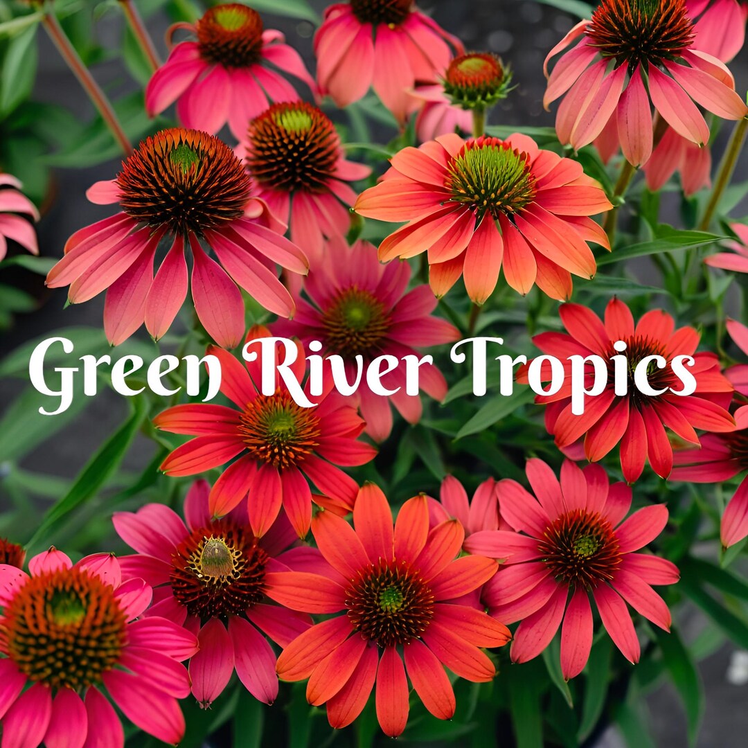 50 Fire Red Coneflower Seeds Echinacea Perennial Bloom Flower Seed ...