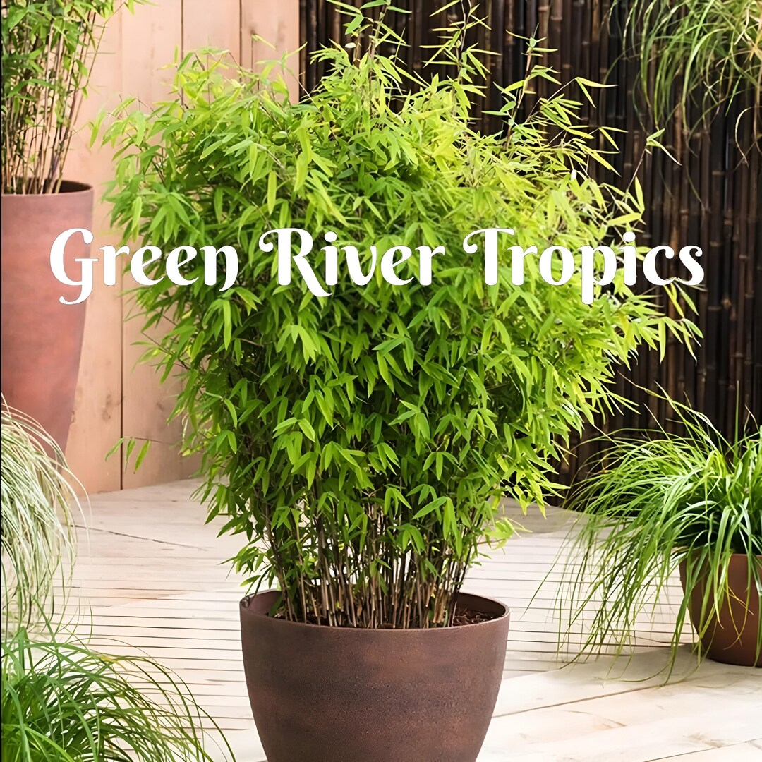 50 Red Dragon Bamboo Seeds Privacy Climbing Garden Seed Perennial ...