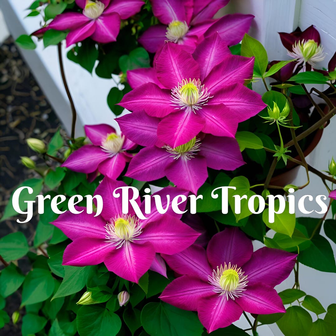 25 Magenta Clematis Seeds Climbing Perennial Plumeria Seed Flowers ...