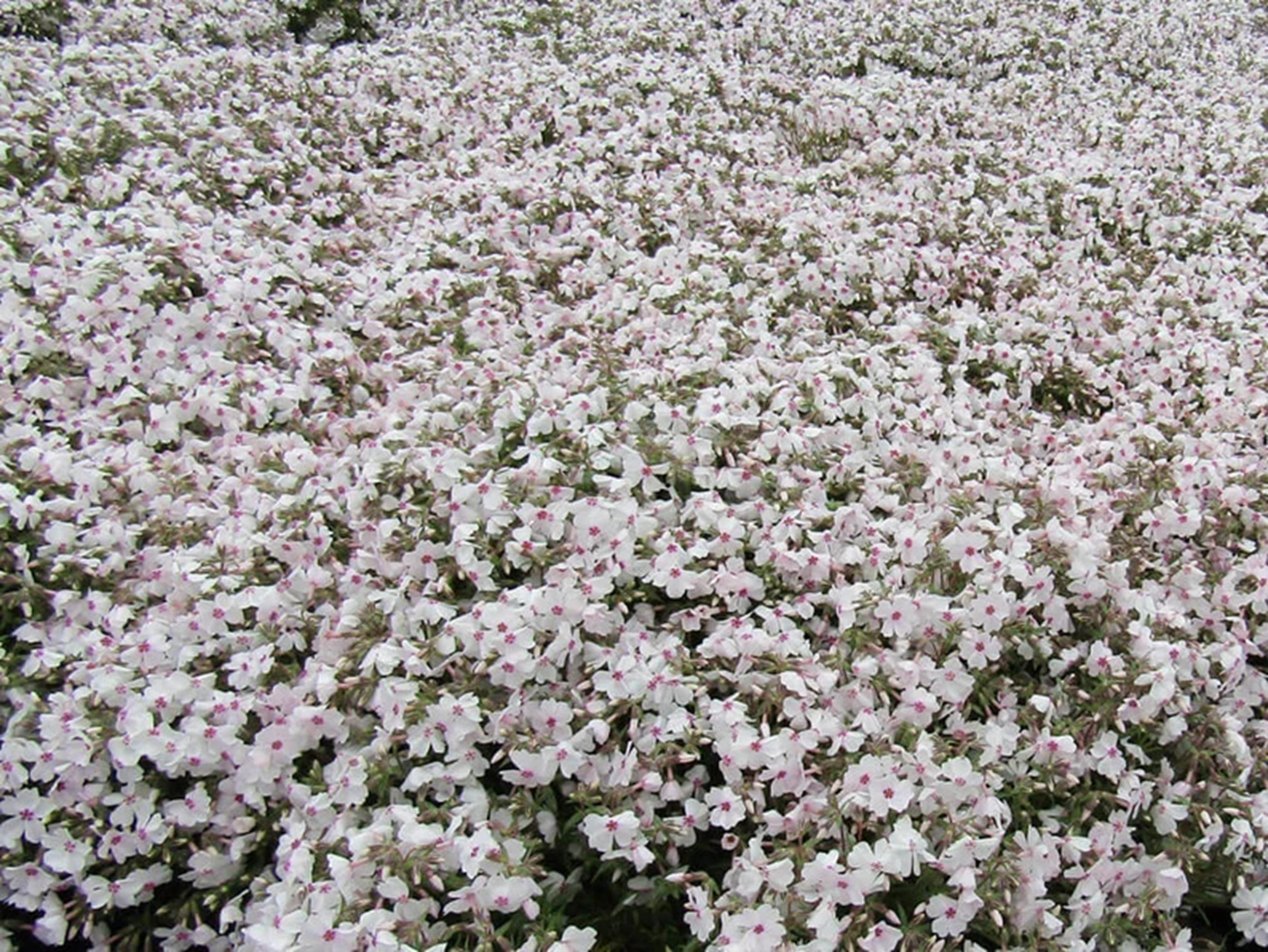 50 Amazing Grace Phlox Seeds Flower Perennial Seed Flowers Butterfly ...