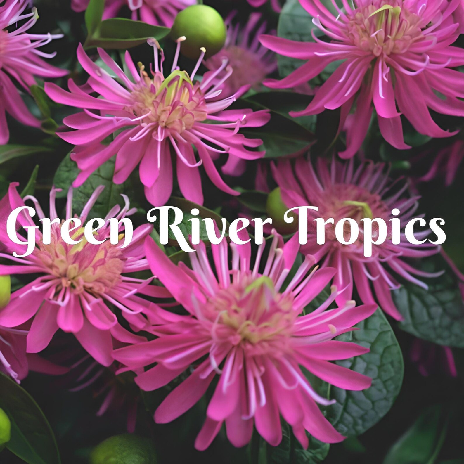 100 Berry Taffy Bee Balm Seeds Flowers Seed Bloom Attracts Butterflies ...