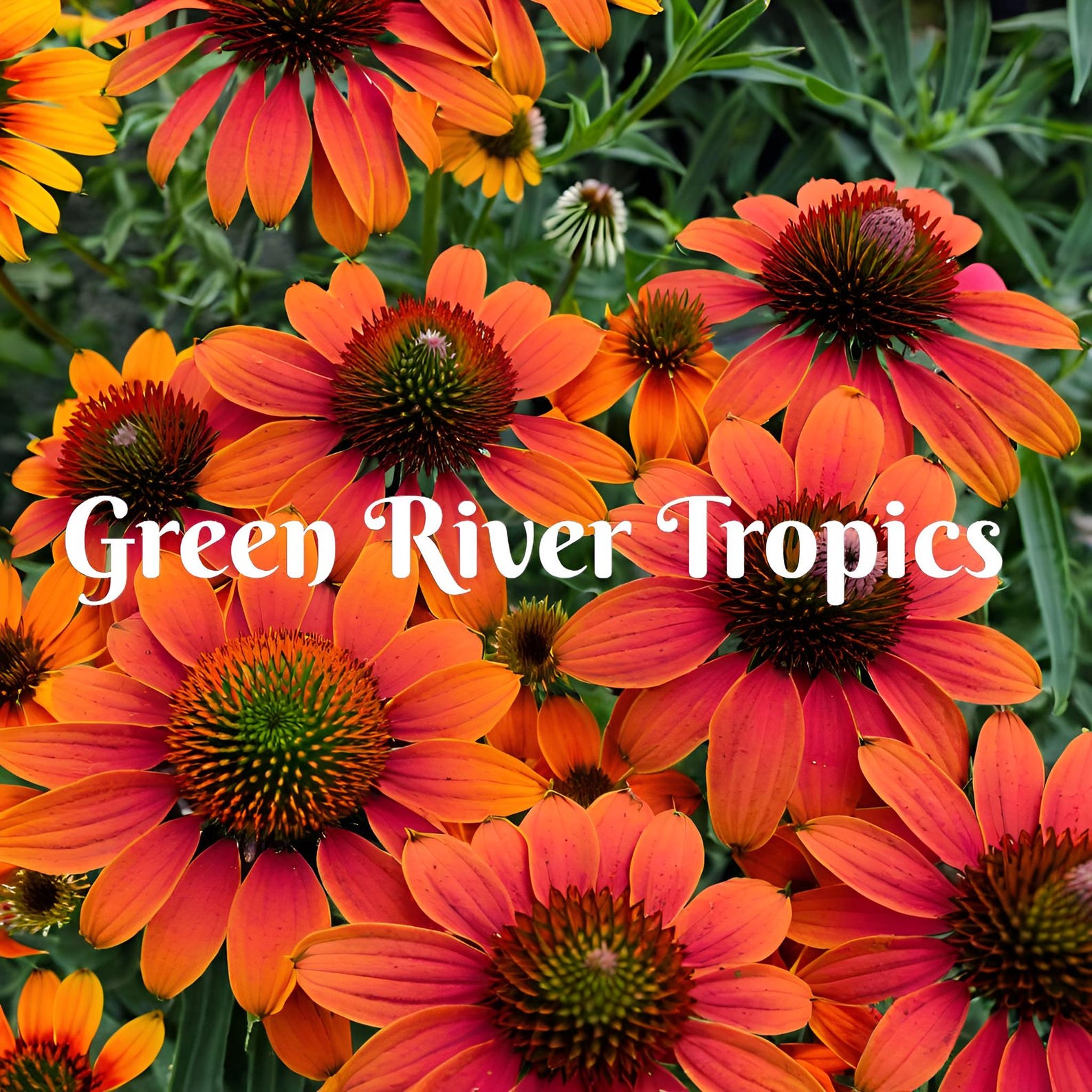 50 Moab Sunset Coneflower Seeds Echinacea Perennial Bloom Flower Seed ...