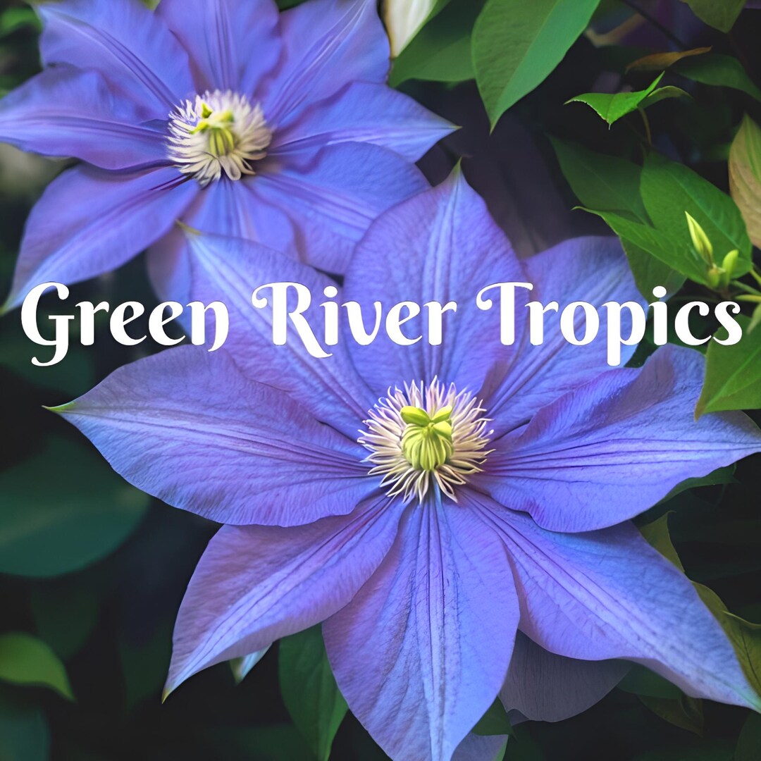 25 Blue Clematis Seeds Climbing Perennial Plumeria Seed Flowers Bloom ...