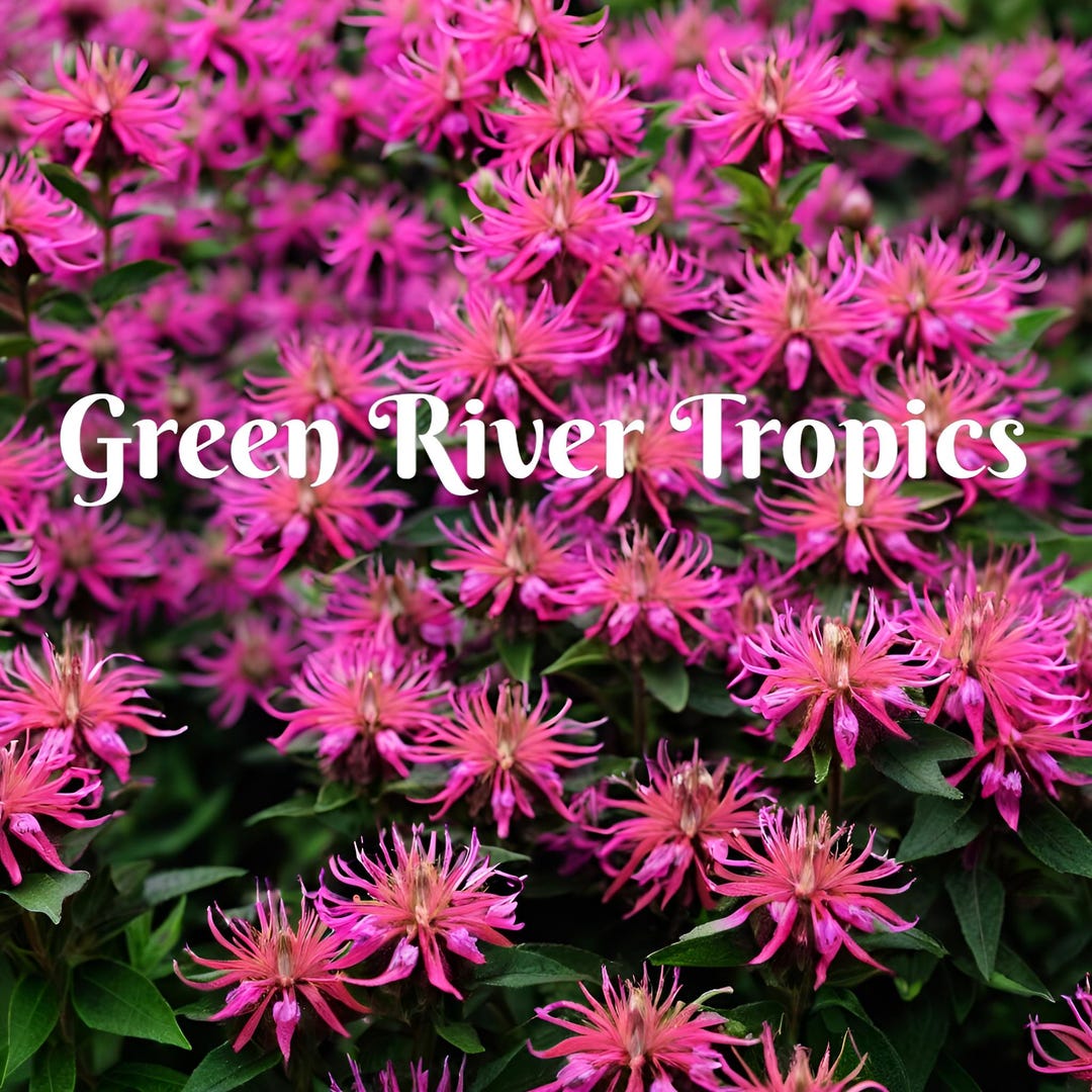100 Berry Pink Bee Balm Seeds Flowers Seed Bloom Attracts Butterflies ...
