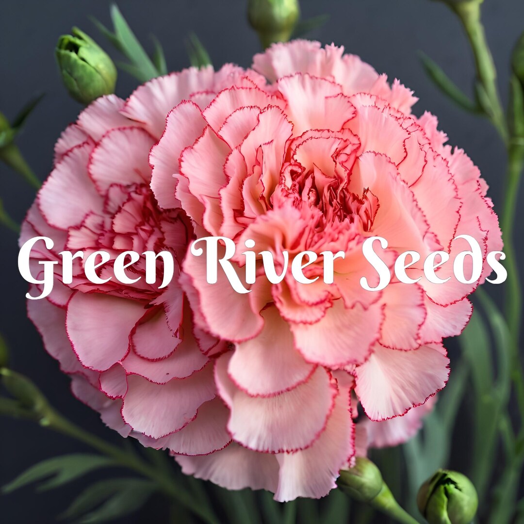 100 Bobs Highlighted Carnation Seeds Dianthus Flowers Seed Flower ...