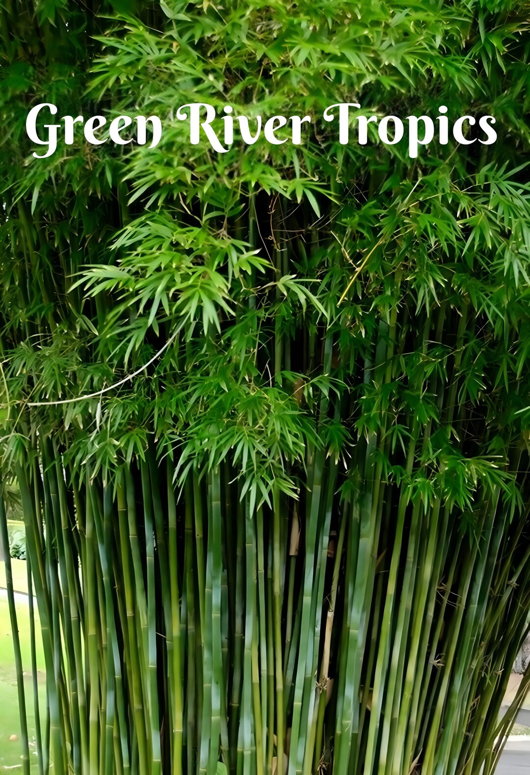 50 Seabreeze Bamboo Seeds Privacy Climbing Garden Seed Perennial ...