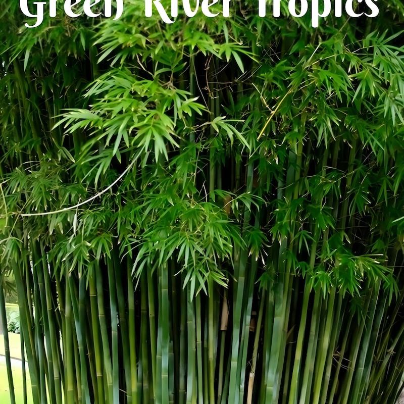 Bamboo - Etsy
