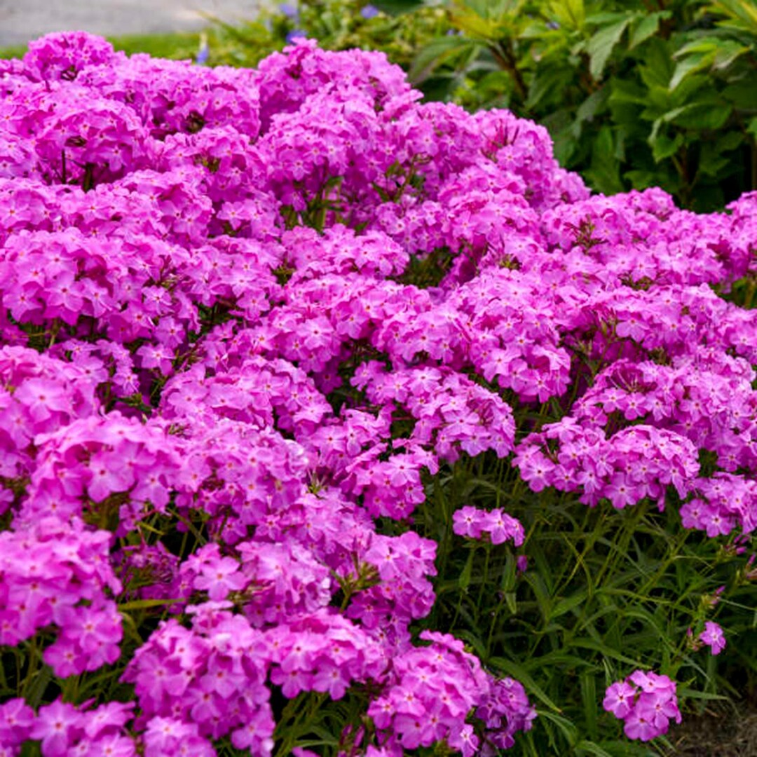 50 Ultra Pink Phlox Seeds Flower Perennial Seed Flowers Butterfly Bee ...