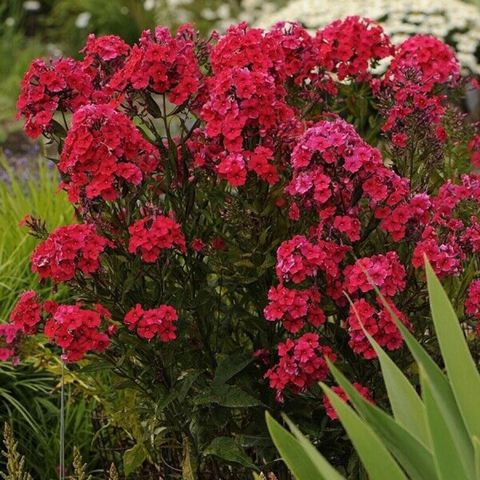 50 Red Ridding Hood Phlox Seeds Flower Perennial Seed Flowers Butterfly ...