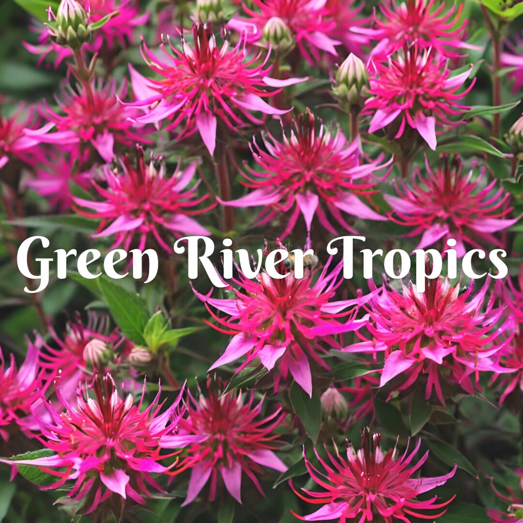 100 Pardon My Rose Bee Balm Seeds Flowers Seed Bloom Attracts ...