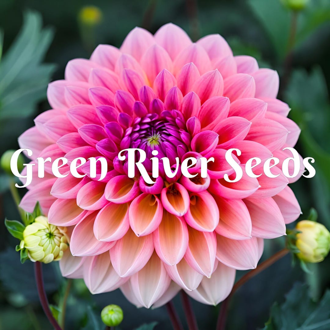 25 Daisy Duke Dahlia Seeds Flower Perennial Flower Seed Flowering Bloom ...