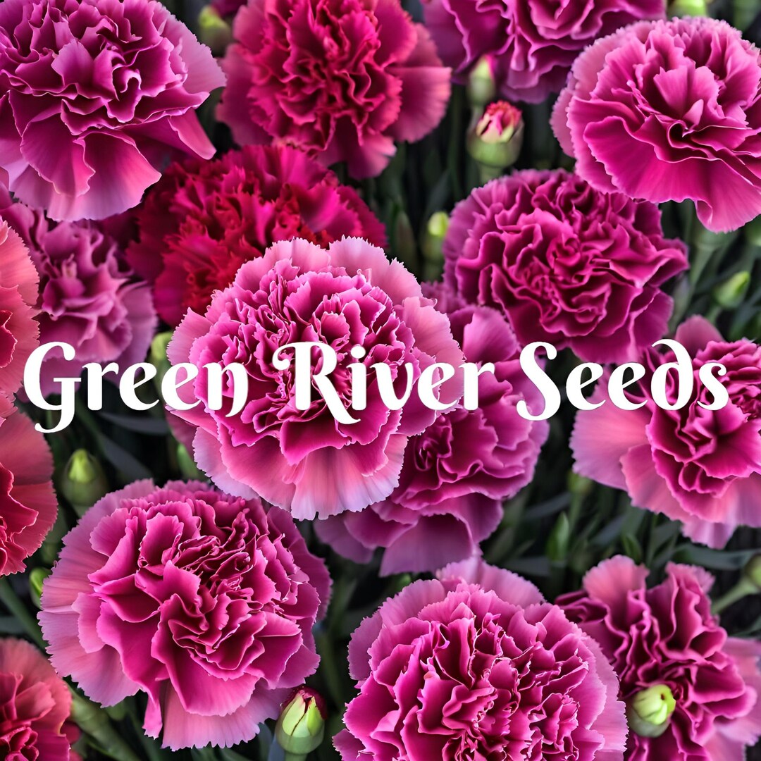 100 Spiked Punch Carnation Seeds Dianthus Flowers Seed Flower Perennial ...