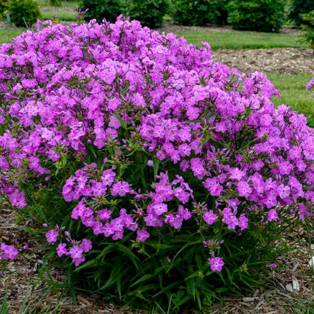 50 Romance Phlox Seeds Flower Perennial Seed Flowers Butterfly Bee ...