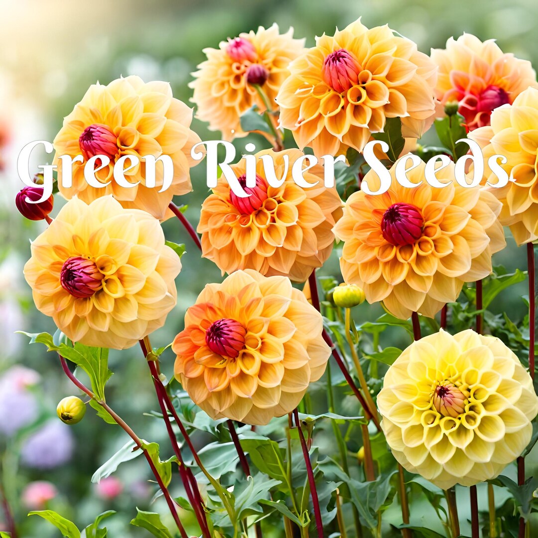 25 Yellow Jill Dahlia Seeds Flower Perennial Flower Seed Flowering ...