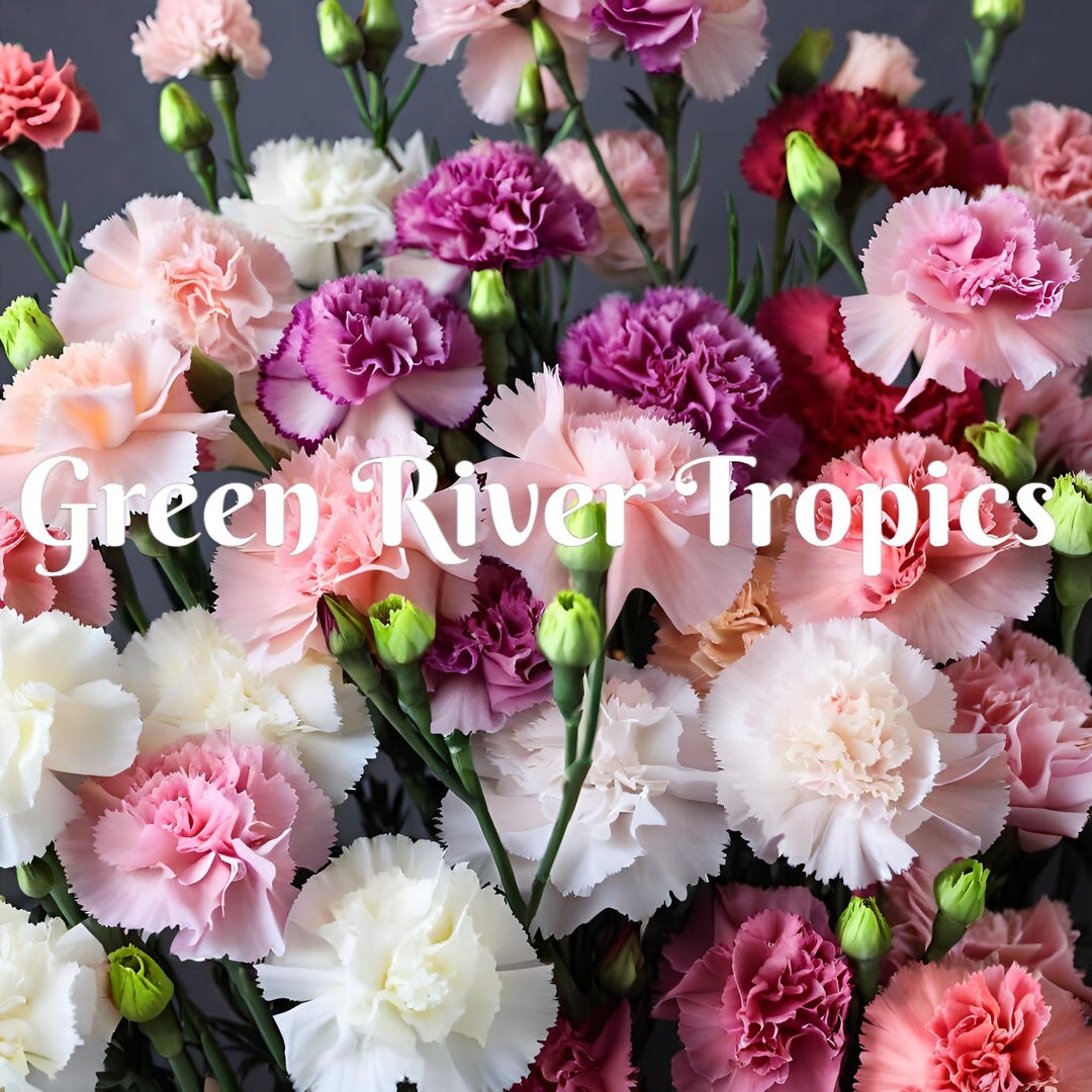 100 Habaud Double Mix Carnation Seeds Dianthus Flowers Seed Flower ...
