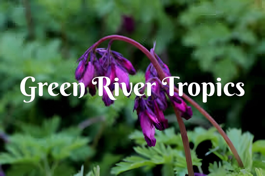 25 Dark Purple Bleeding Heart Seeds Dicentra Spectabilis Flowers Seed ...