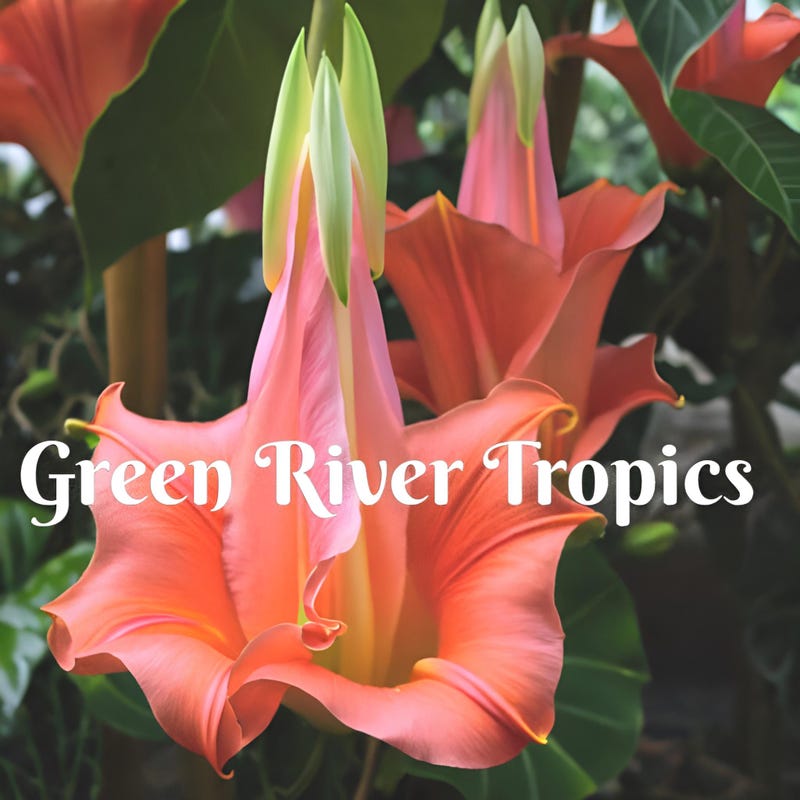 Angel Trumpets - Etsy